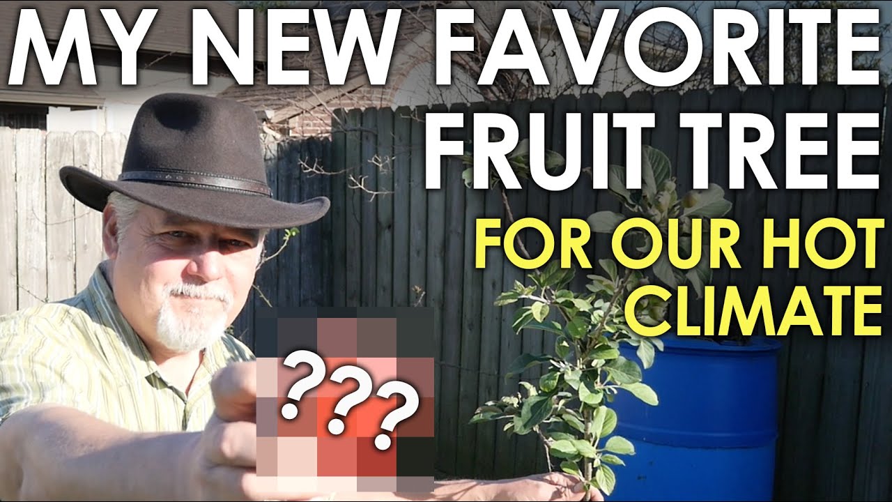 My NEW Favorite Fruit Tree for Hot Regions || Black Gumbo - YouTube