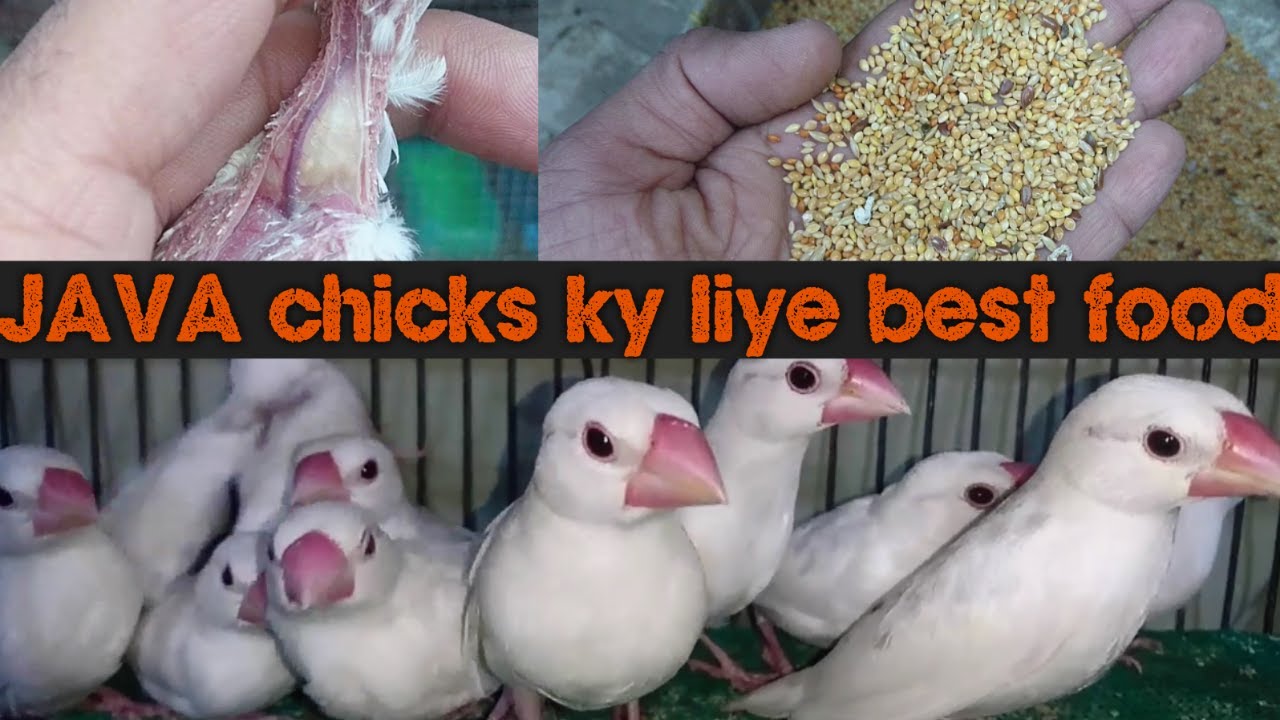 JAVA chicks ky liye best food. - YouTube