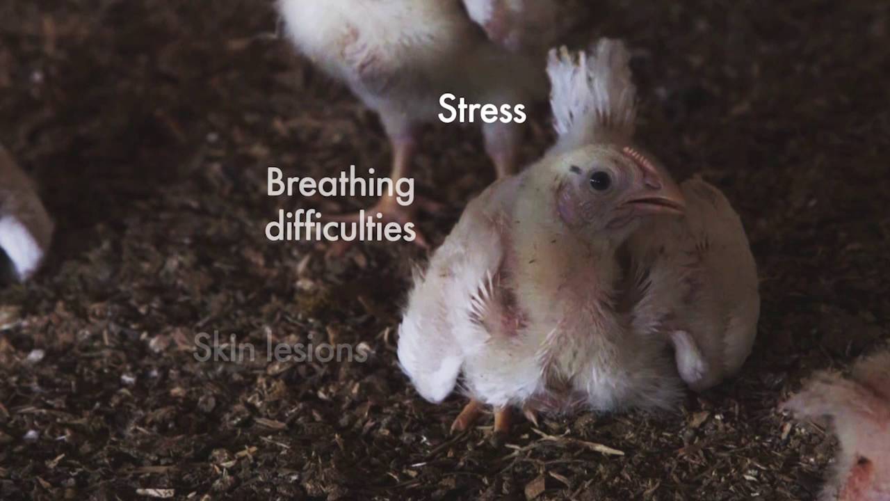 The secret suffering of chickens - YouTube