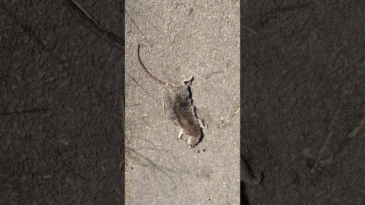 Road kill rat - YouTube