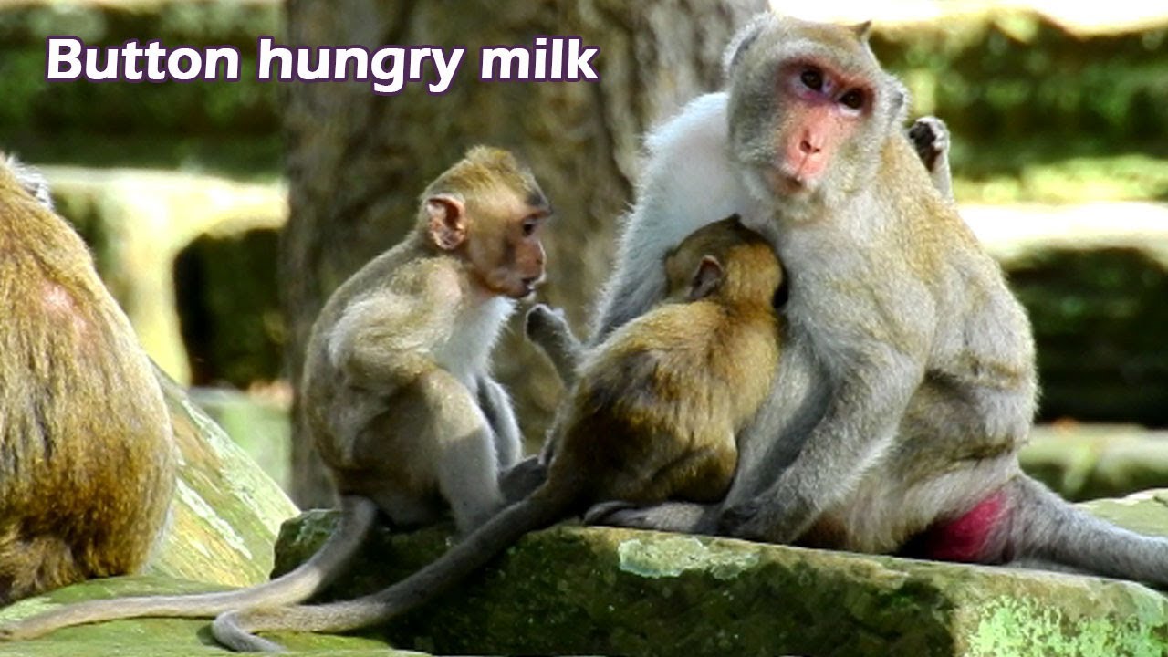 Pitiful Monkey Button jealous Janna had mom warm hug nursing milk ...