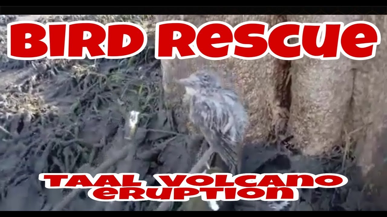 Bird rescue | taal volcano eruption - YouTube