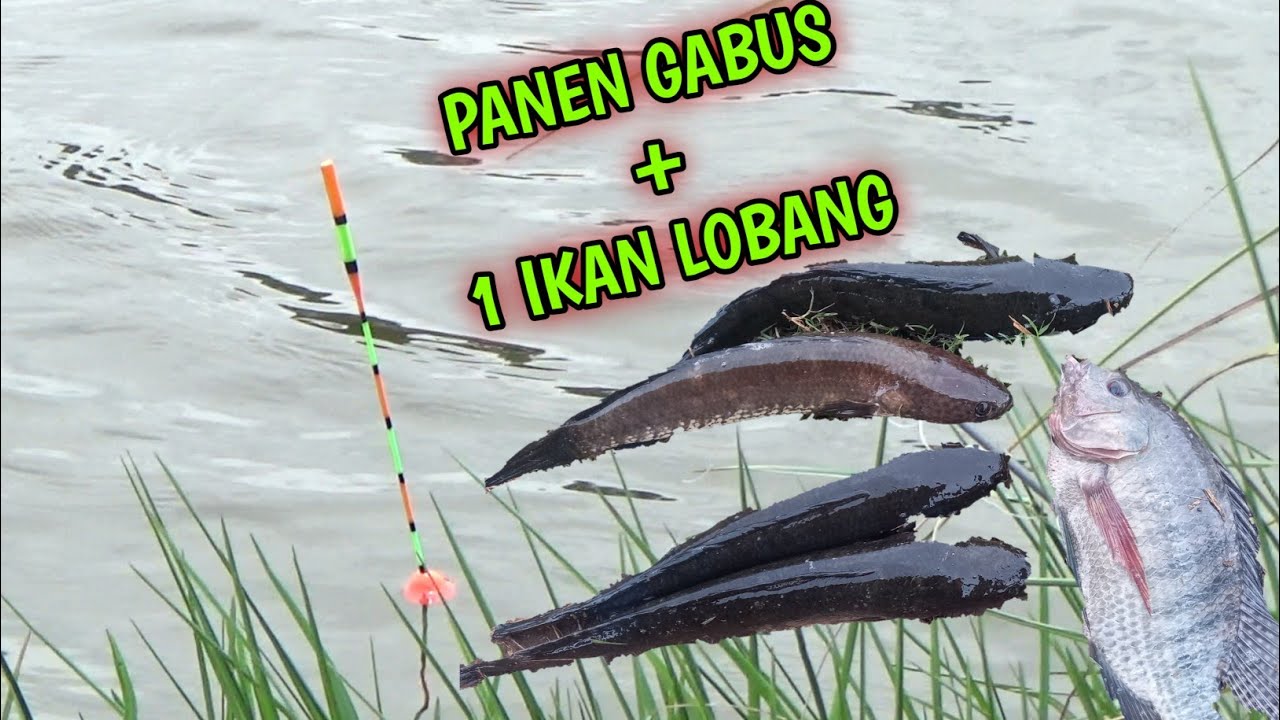 PANEN GABUS UMPAN CUKUP DARI ALAM + 1 IKAN NILA LOBANG | #mancinglobang ...