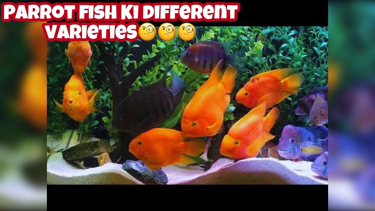 Different Varieties Of Parrot Fish For Aquariums - YouTube