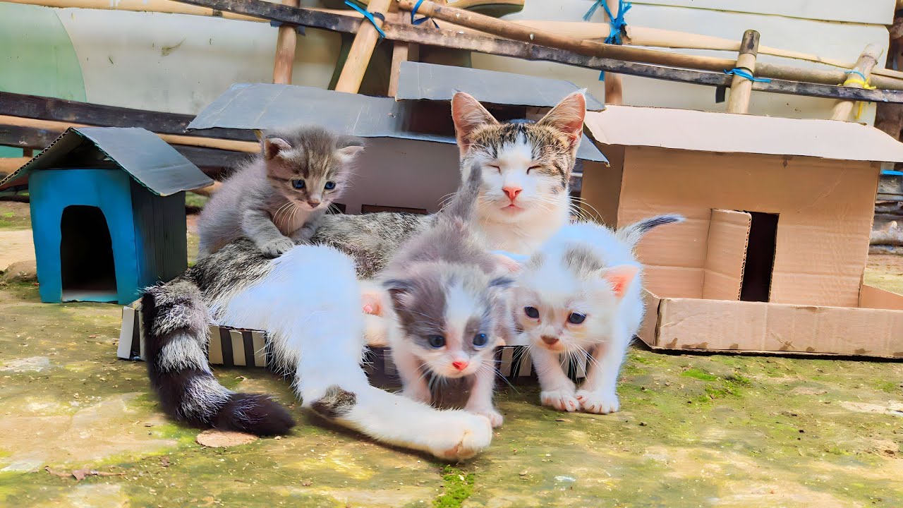 Rumah baru kucing si manis bikin kucing ku jadi manja #kucing #cat # ...