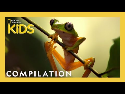 THE FREAKIEST CREATURES! | Frog, Bear, Jellyfish AND MORE! | Nat Geo ...