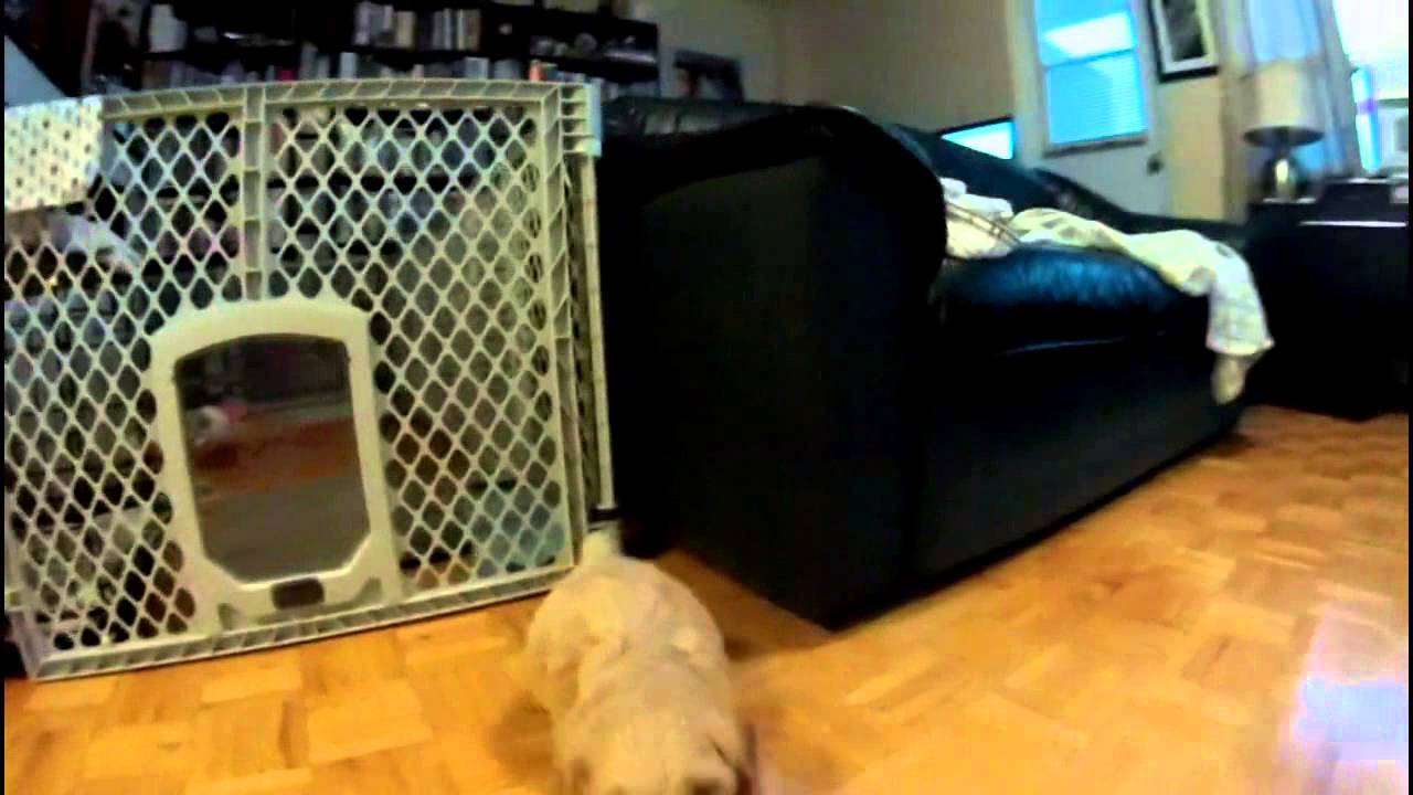 My cute Toy cockapoo puppy "Sparkey" - 10 week old - YouTube