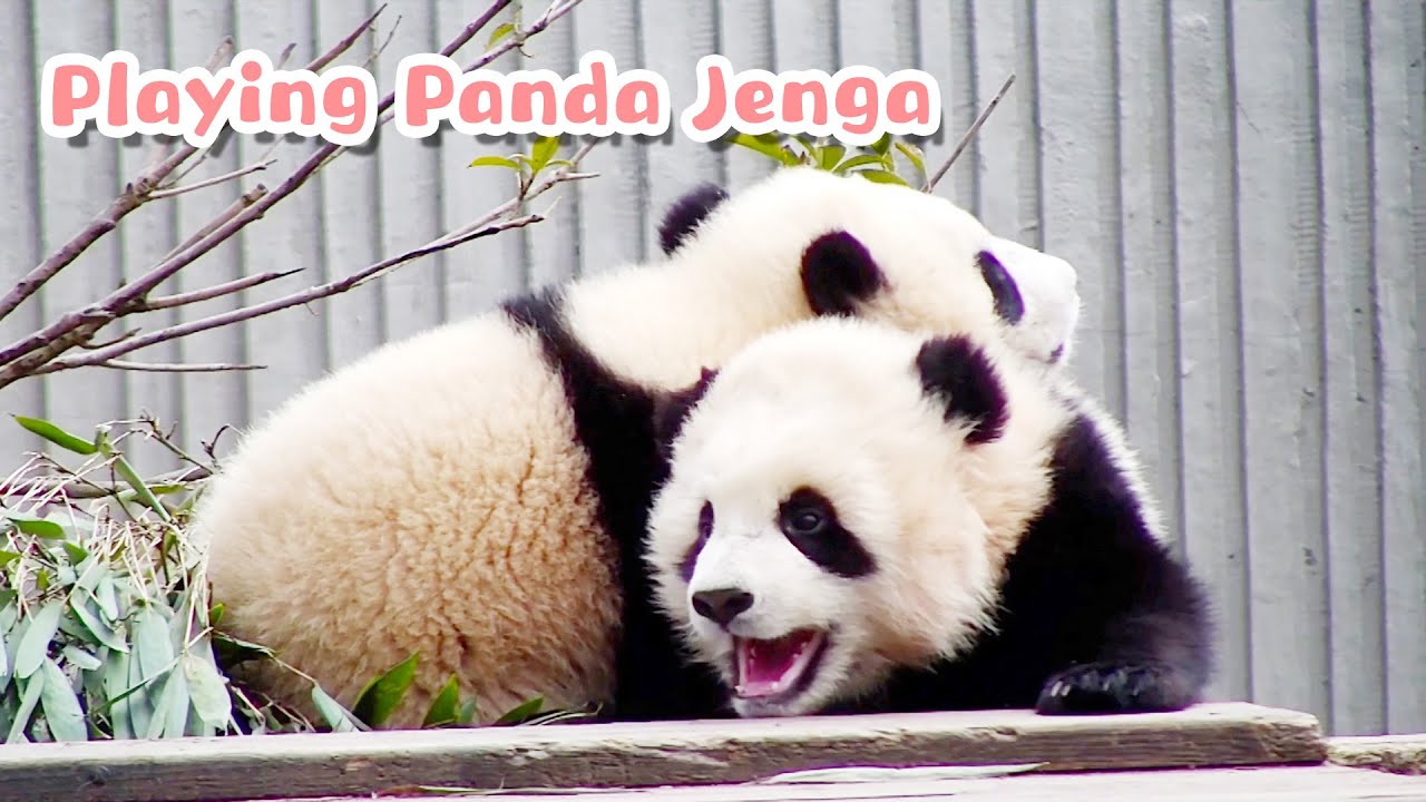 Is This Your Dream Panda Backyard? | iPanda - YouTube