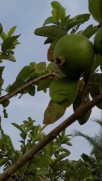 LIBRENG PRUTAS SA BUKID - YouTube