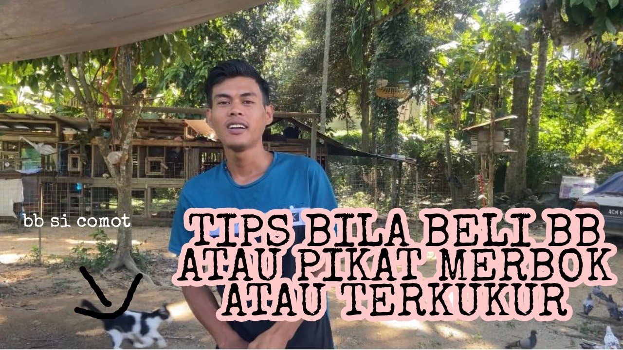 Tips Bila Beli Burung Merbok - YouTube