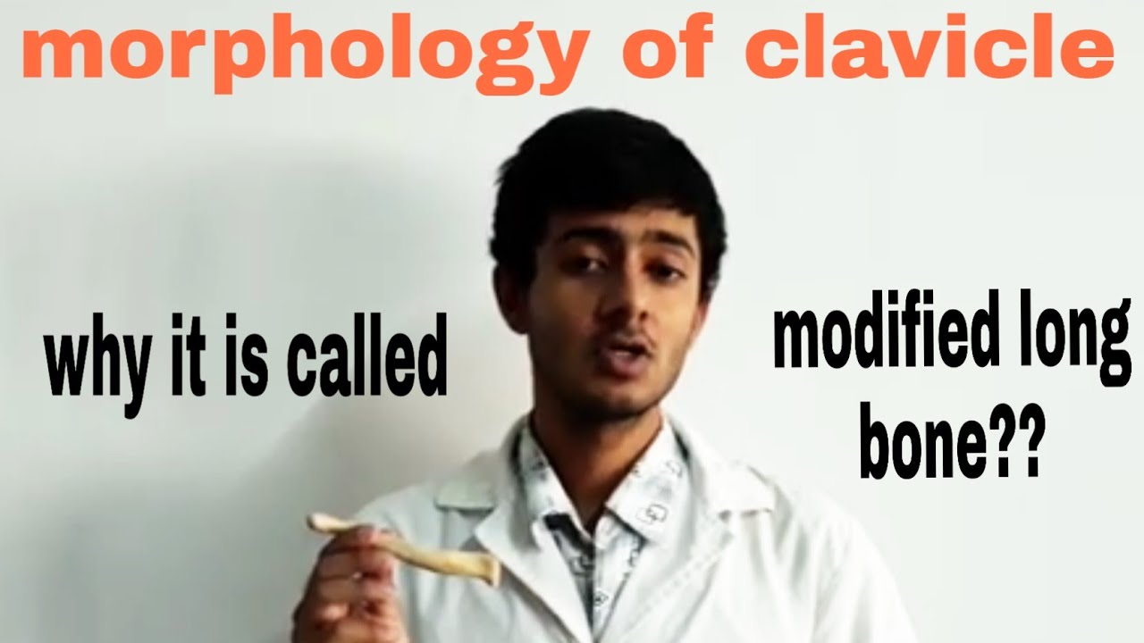 Morphology of modified long bone, (#clavicle) - YouTube