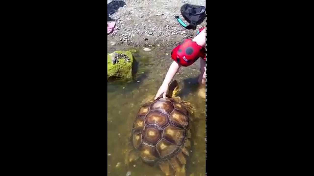 African Sulcata Tortoise Rocket Swimming - YouTube