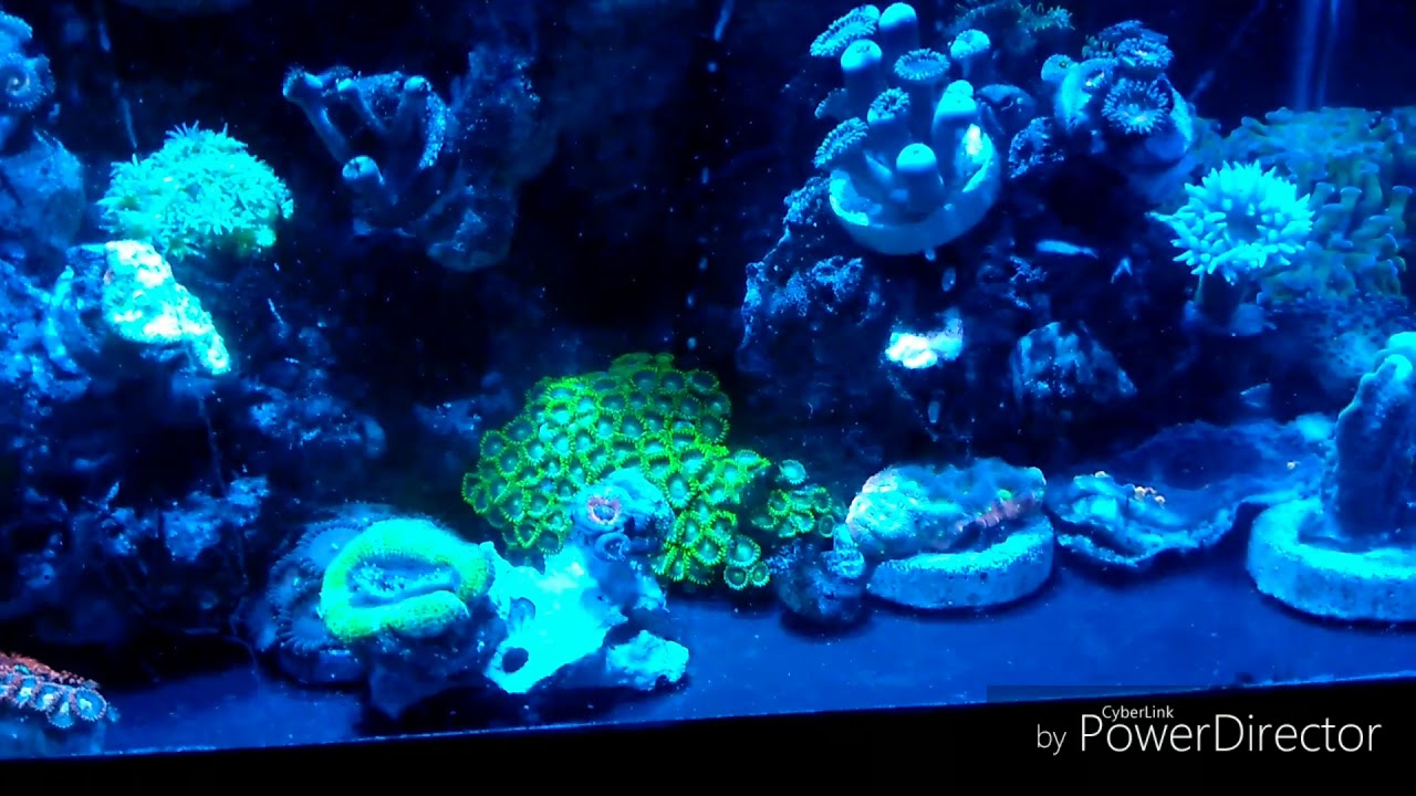 Feeding Corals Reef Roids - YouTube