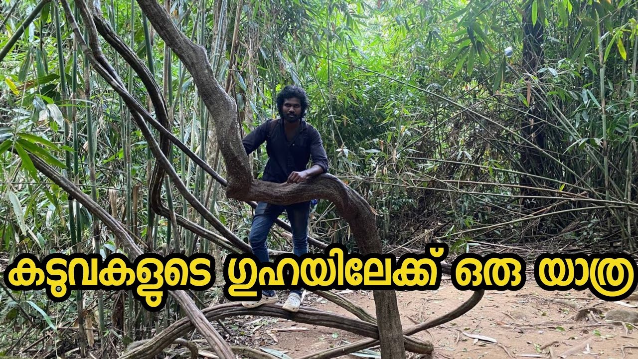മനുഷ്യന്റെ വരവോടെ മൃഗങ്ങൾ താമസം മാറി mankulam forest - YouTube