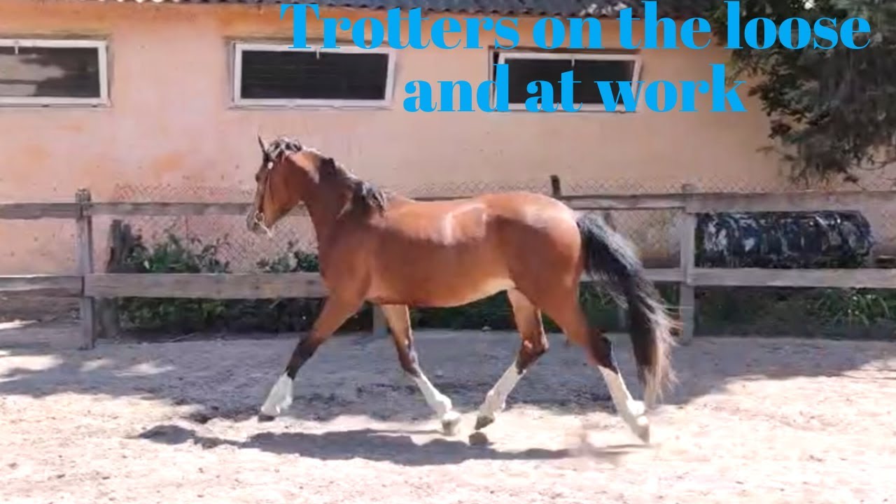 Trotters on the loose and at work - YouTube