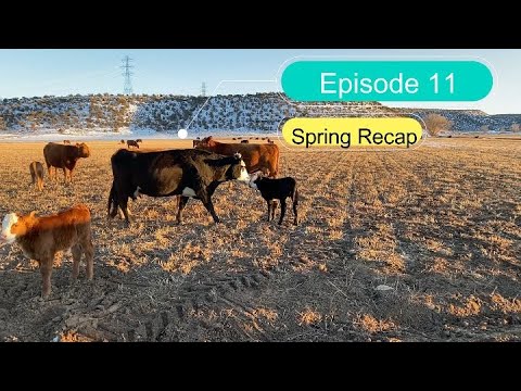 Calving process & calves from previous videos this spring!! - YouTube