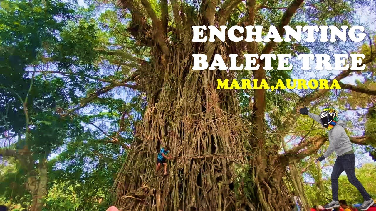 ENCHANGTING BALETE TREE MARIA,AURORA - YouTube