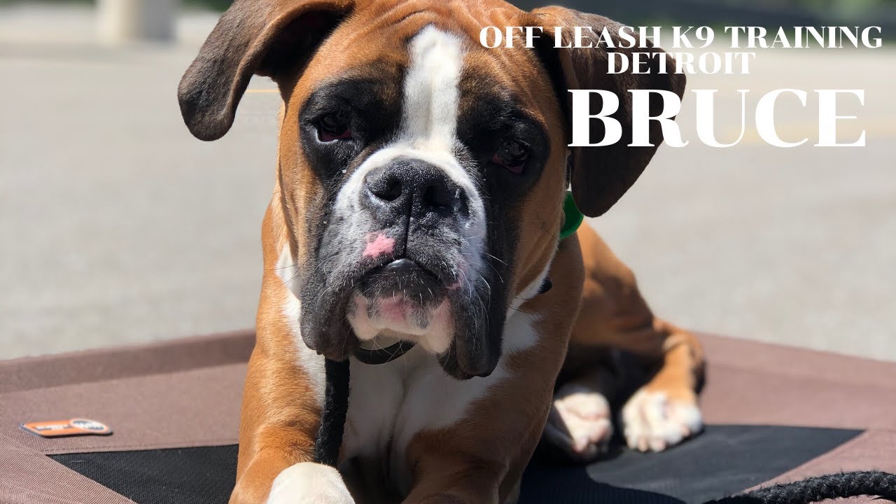 7mo Boxer Bruce l Awesome Obedience - YouTube
