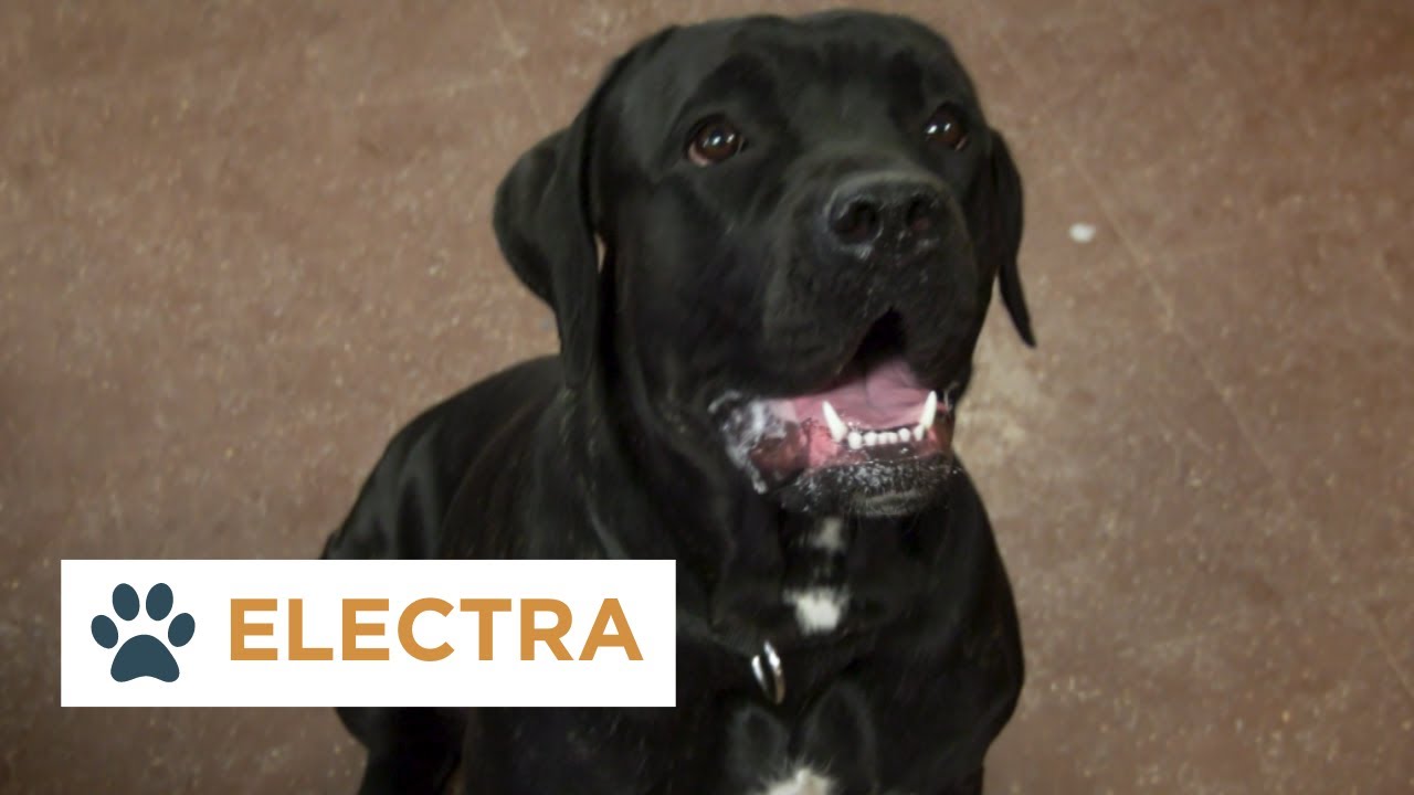Pinal Pets Episode 112 - Electra - YouTube