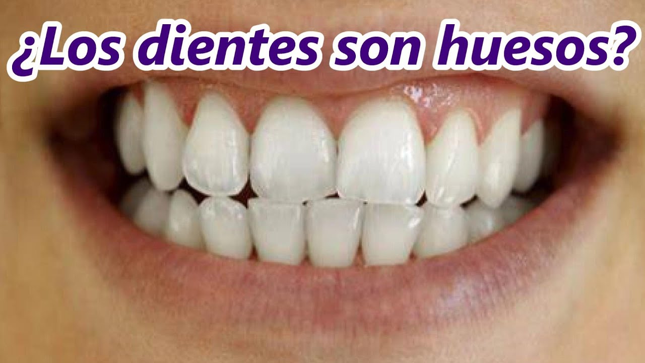 ¿Qué son los dientes? ¿LOS DIENTES SON HUESOS? ¿Cuál es la diferencia ...