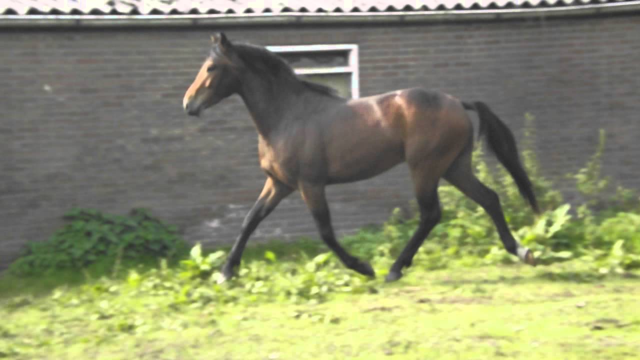 hay guy en timoko - YouTube