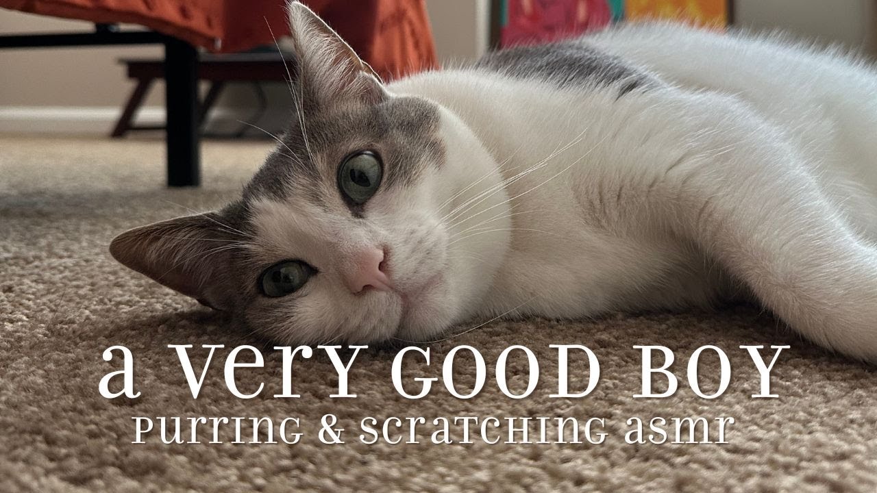 good boy ASMR | cat purring, scritches, praise (feat. Maze) - YouTube