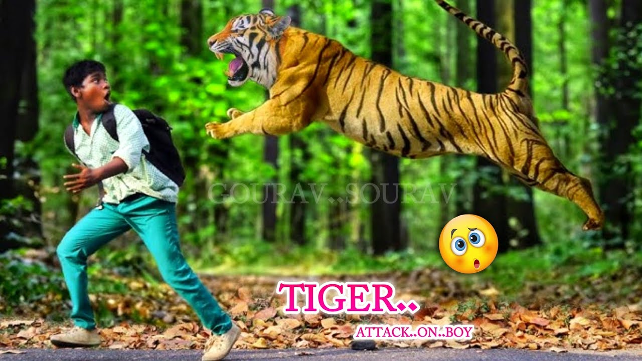 TIGER ATTACK BOY IN THE FOREST 🌲। tiger attack videos🐯 hamla in kisam ...