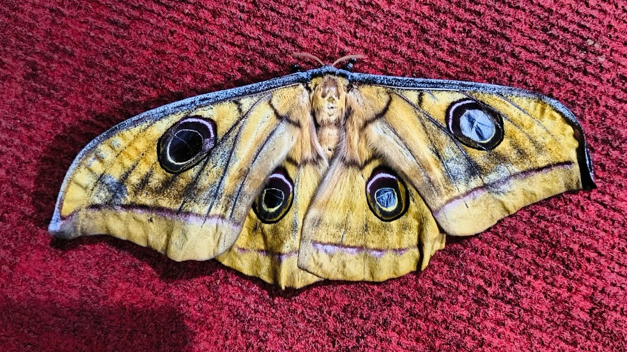 Birds Tasar Silk Moth Antheraea paphia, the South India small tussore ...