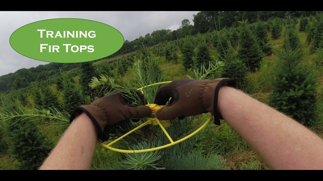Top Work Pruning and Staking: Correcting 5-6 Feet Fir Tree Tops - YouTube