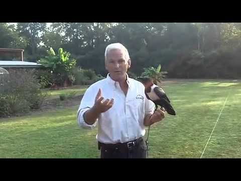 Mack (Pied Crow) during training session (part1) - YouTube