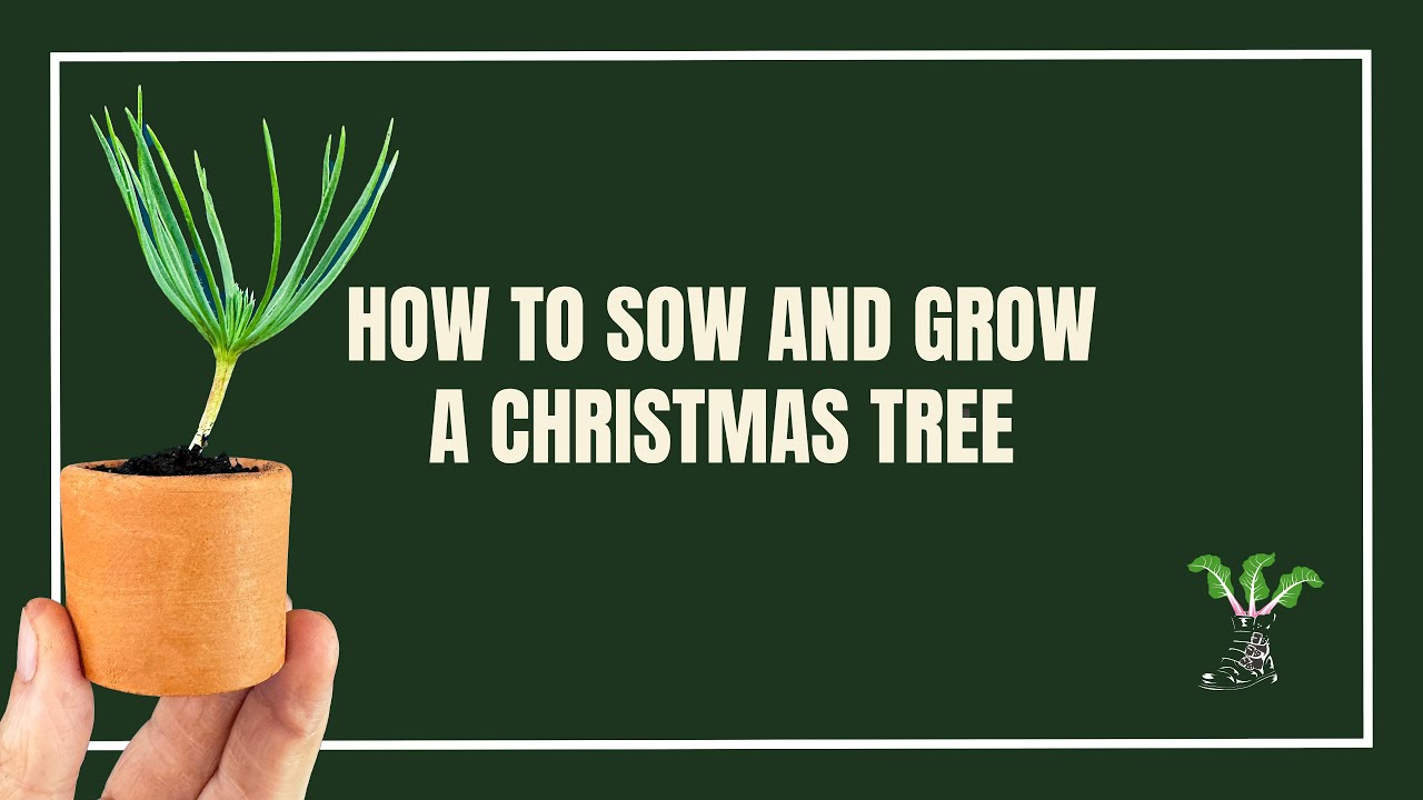 How To Sow And Grow A Christmas Tree - YouTube