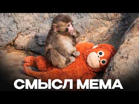 Почему весь мир переживает за эту обезьянку? Обезьяна по имени Панч |  Скрытый смысл мема