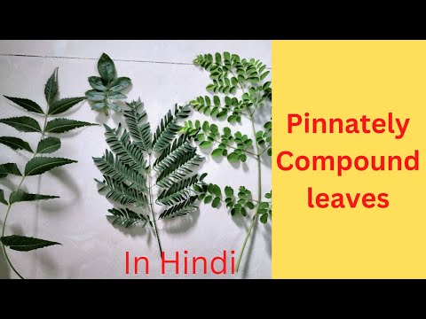 Pinnately Compound leaf|| what is it?(Unipinnate,Bipinnate,Tripinnate ...