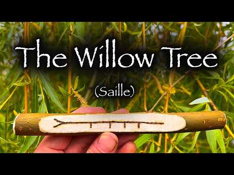 Willow | The Folklore, Mythology and Symbolism of the Willow Tree (Sail)