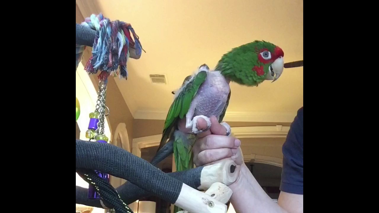 Playing peek-a-boo for the first time with my parrot - YouTube