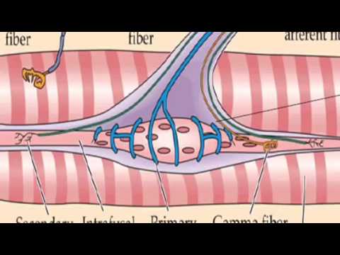 Huso Neuromuscular - YouTube