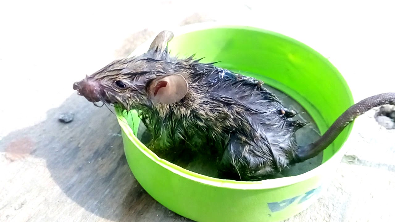 Rat Trap - Death of a Rat Easy Mouse/Rat Trap Pet and Animals - YouTube