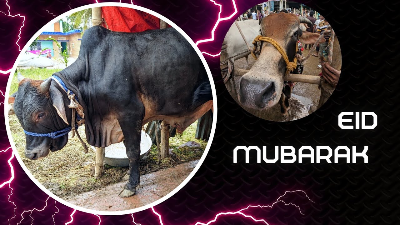 Eid Mubarak 2023 // কোরবানির ঈদ // Goru // গরুর খেলা 😍😍😍 - YouTube