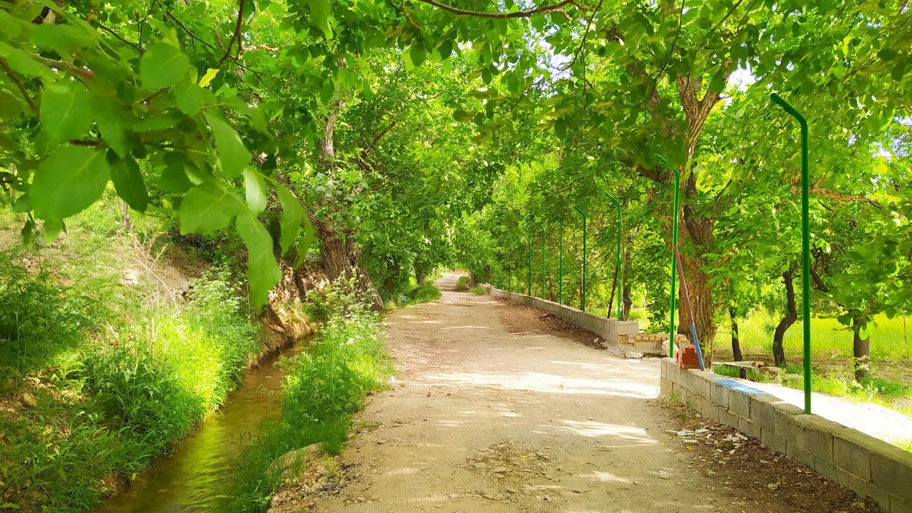 Peace on a solitude road in the village nature🌳Beautiful green road😍 ...