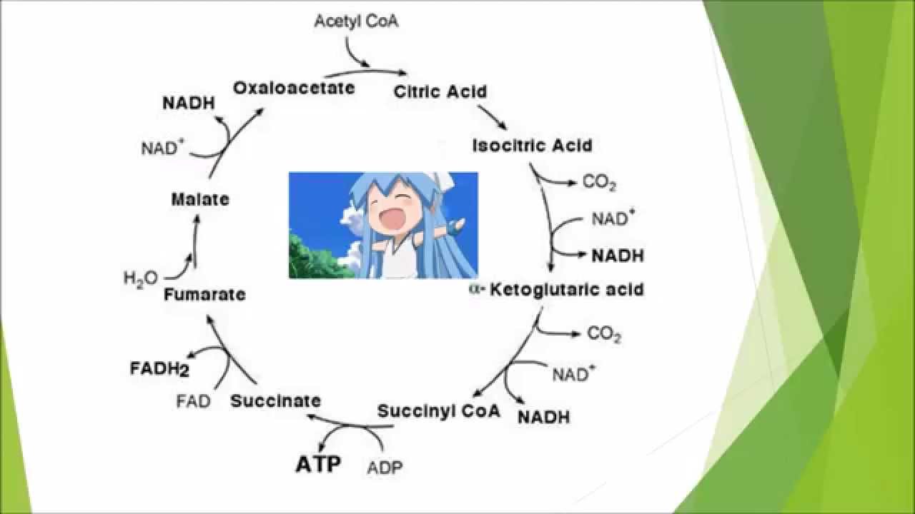Biochemistry and Cell Biology - Krebs/TCA/Citric acid cycle - YouTube