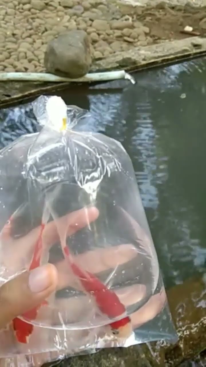 I like fish - YouTube