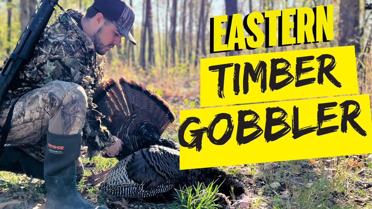 Self Filmed EASTERN TIMBER GOBBLER HUNT! (Gobbled His Head Off!) - YouTube