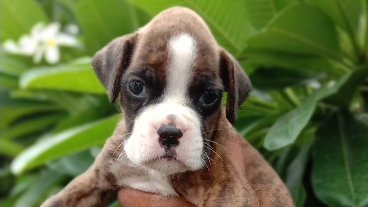 Top Quality Boxer puppy available - YouTube