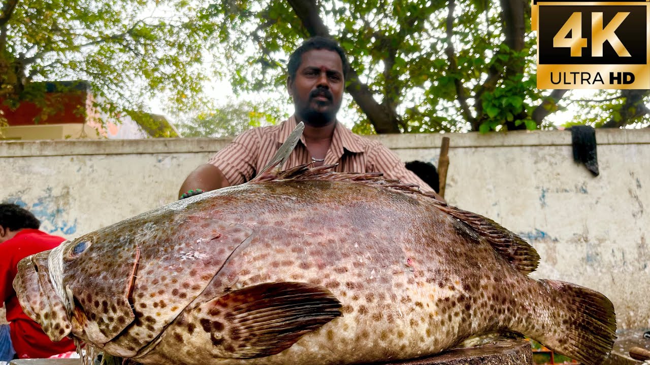 Kalavan fish cutting video/fishcuttingrs#kasimedu #fish #fishcuttingrs ...
