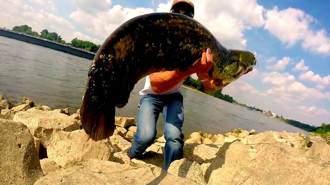 Wels 126cm Rhein Düsseldorf Angeln Jiggen - YouTube