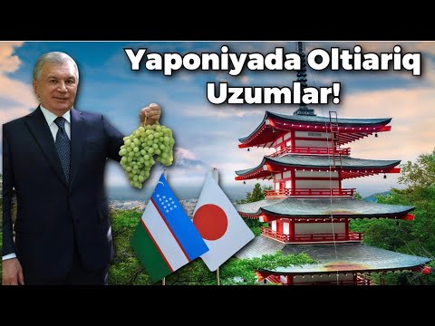 Yaponlar ham qoyil qoldi! O‘zbekiston Uzumlari. Narxlar Sizni Hayratda Qoldiradi 🇯🇵🍇
