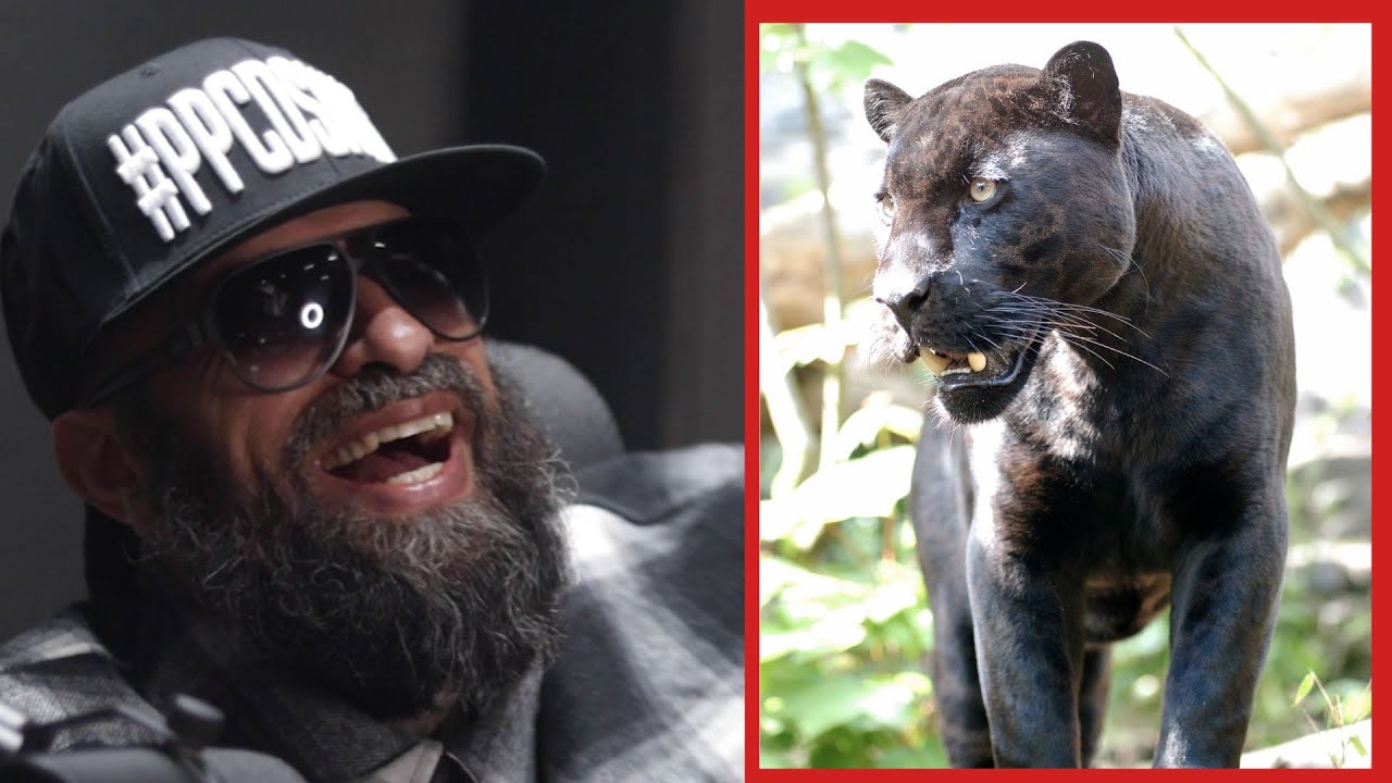 BABO EXPLICA LAS SIMILITUDES ENTRE UNA PANTERA Y UN PITBUL - YouTube