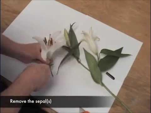 How to complete a Flower Dissection...by Dad - YouTube