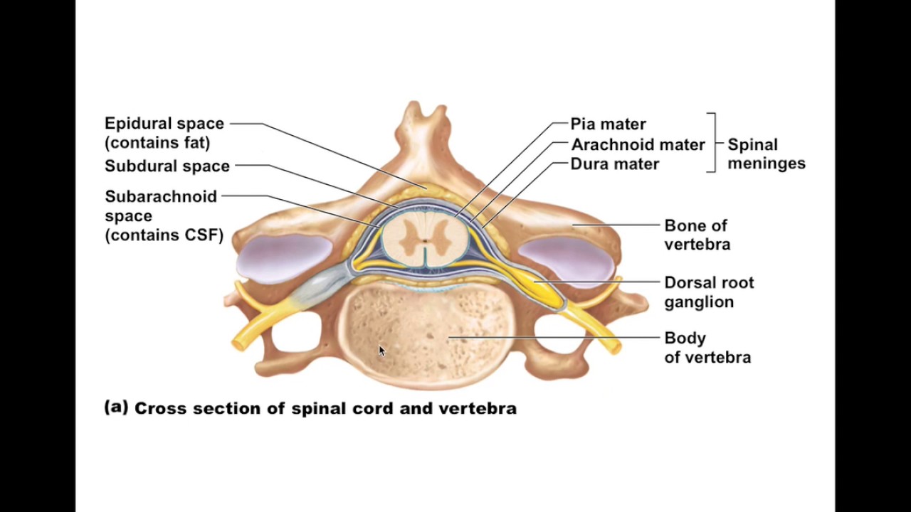 Subdural Space Spinal Cord