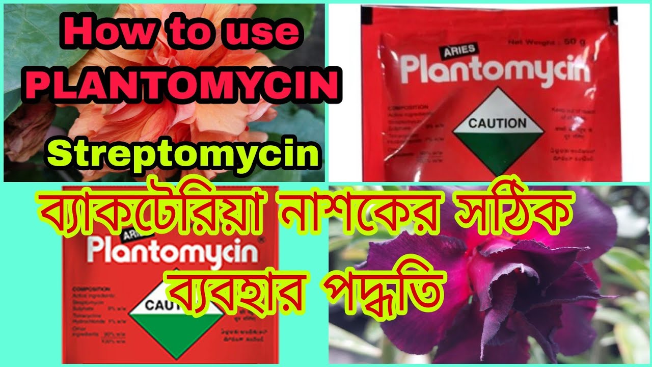 Plantomycin /How to use plantomycin /streptomycin use/ ব্যাকটেরিয়া ...